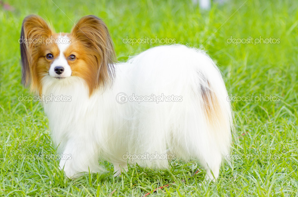 Toy Papillon Dog