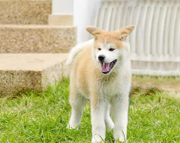 Akita Inu - Stock Image - Everypixel
