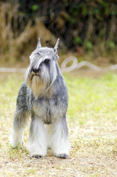 Miniature Schnauzer — Stock Photo © f8grapher #35469335