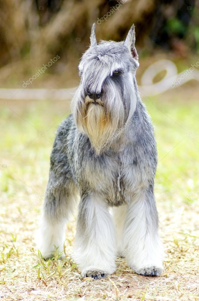 Miniature Schnauzer — Stock Photo © f8grapher #35776577