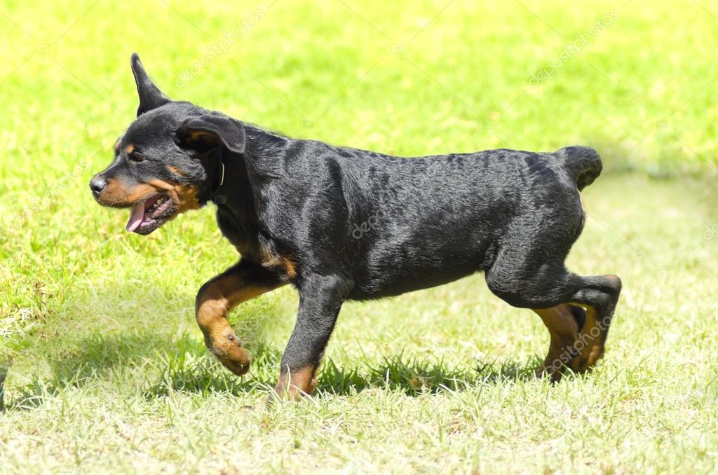 Is There A Miniature Rottweiler