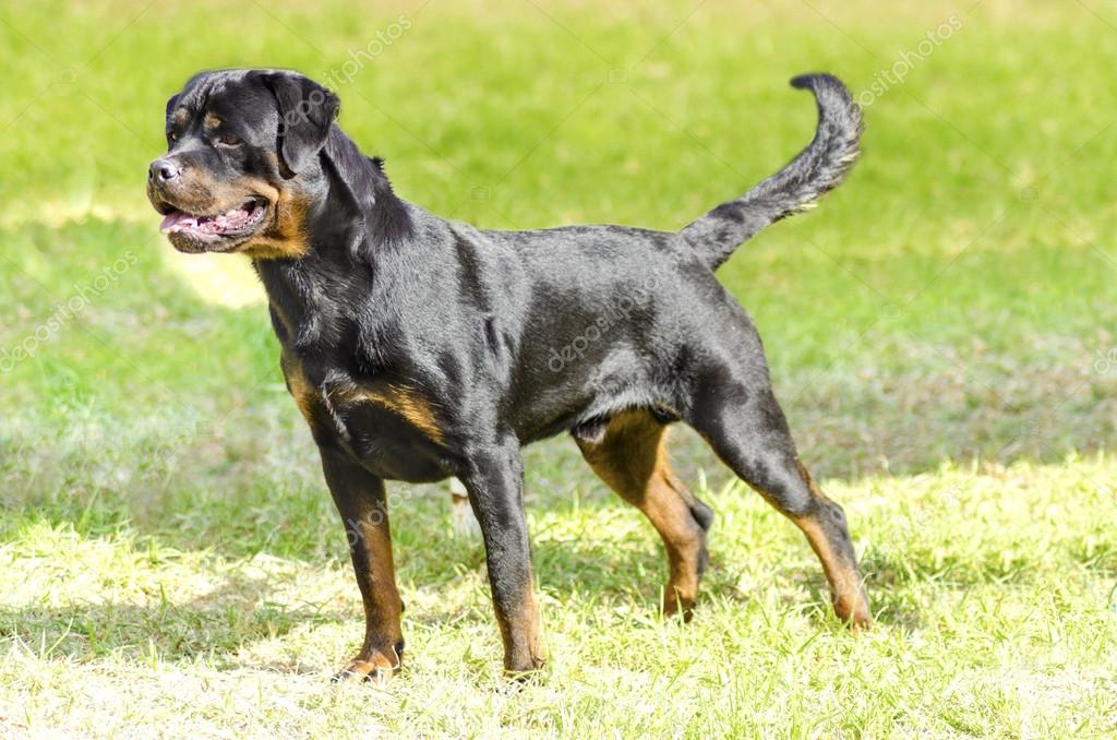 Rottweiler Undocked Tail