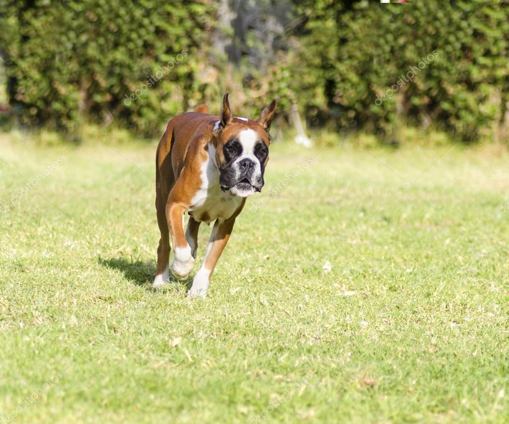 Are Boxers Good Running Dogs