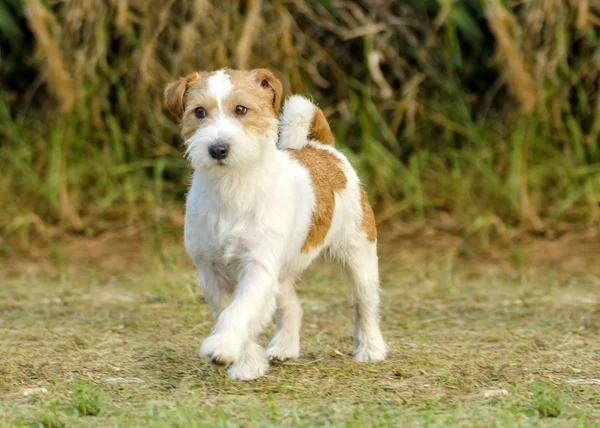Parson Russell Terrier Mix Black