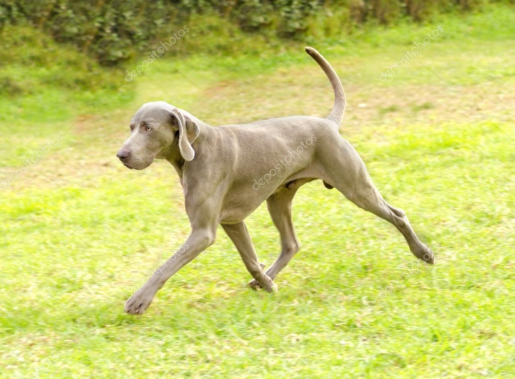 Blue Weimaraner Hunting