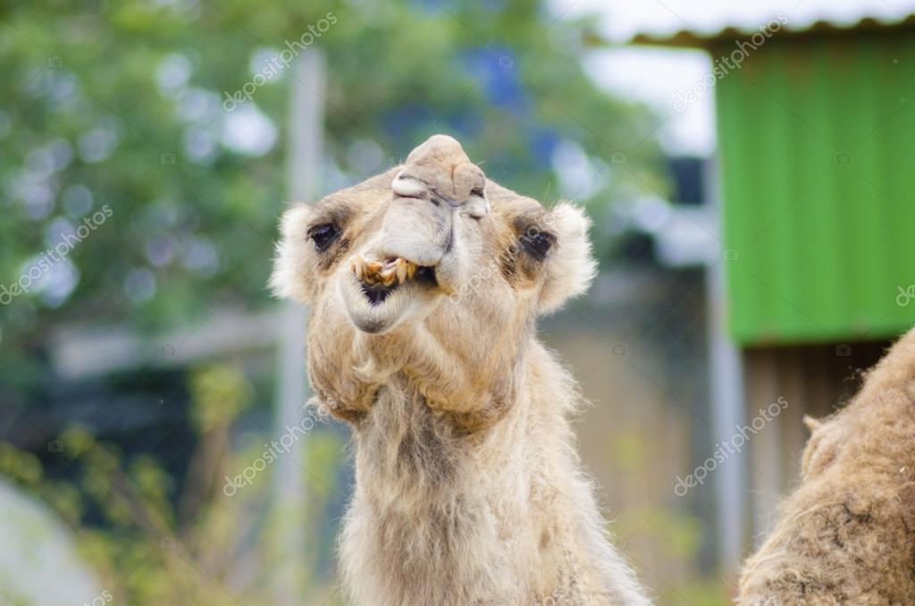 Arabian camel — Stock Photo © f8grapher #41051699