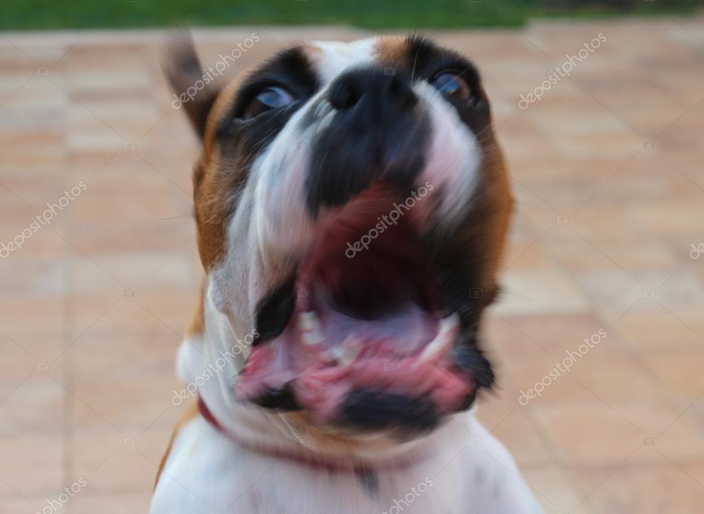 Angry Dog — Stock Photo © javiercorrea15 #24995395
