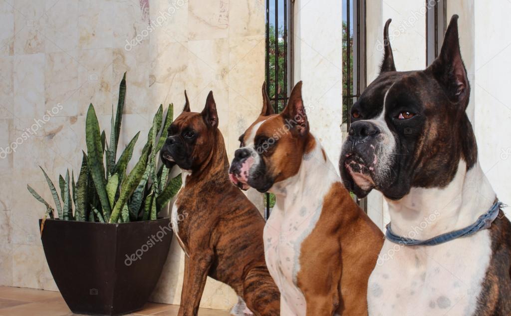 Perros Boxer Atigrados