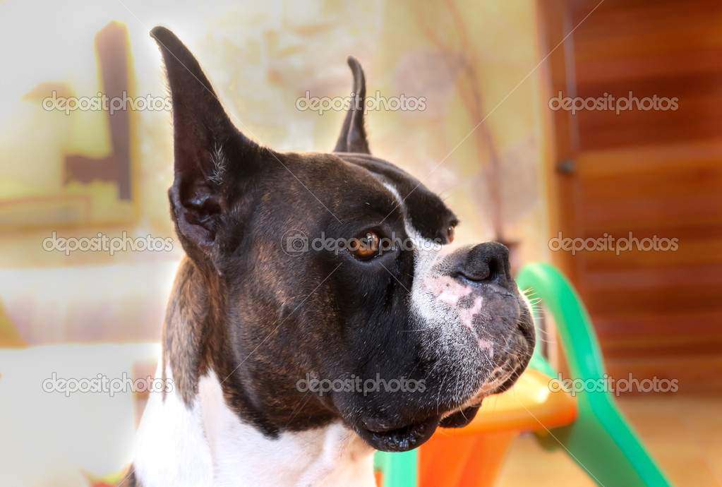Boxer Dog Stock Photo by ©javiercorrea15 35206807
