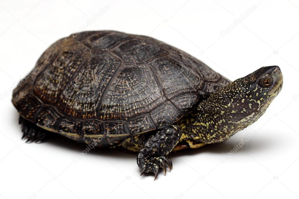 European pond turtle Stock Photo by ©VitalisG 15620121
