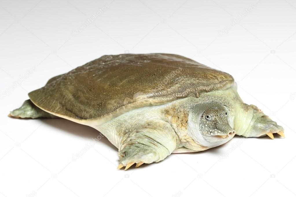 Chinese softshell turtle (Pelodiscus sinensis) on white — Stock Photo ...