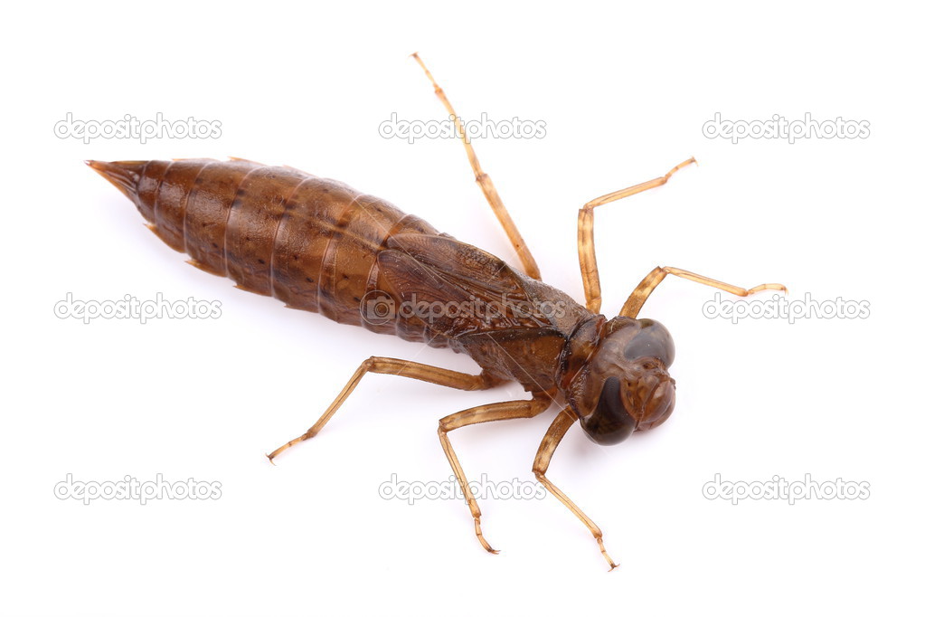 Larva de libélula. Macro — Foto © VitalisG #44762973