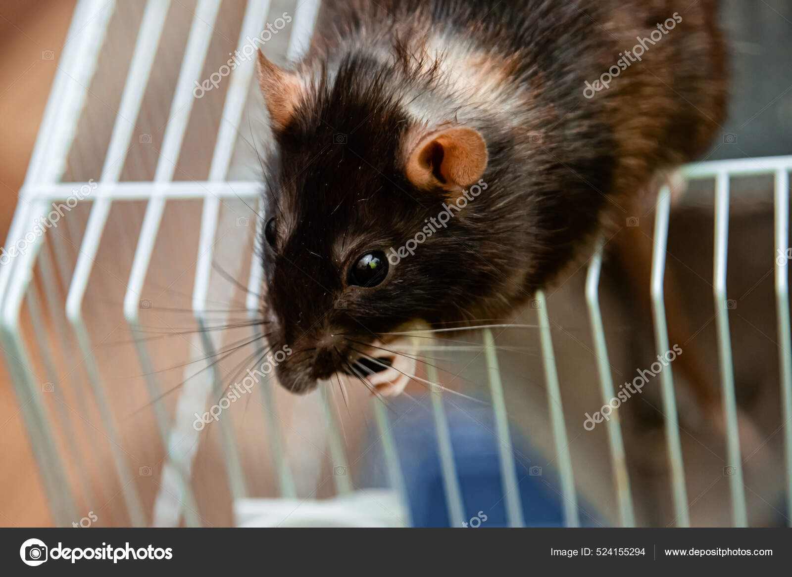 Awesome Ferret Cages