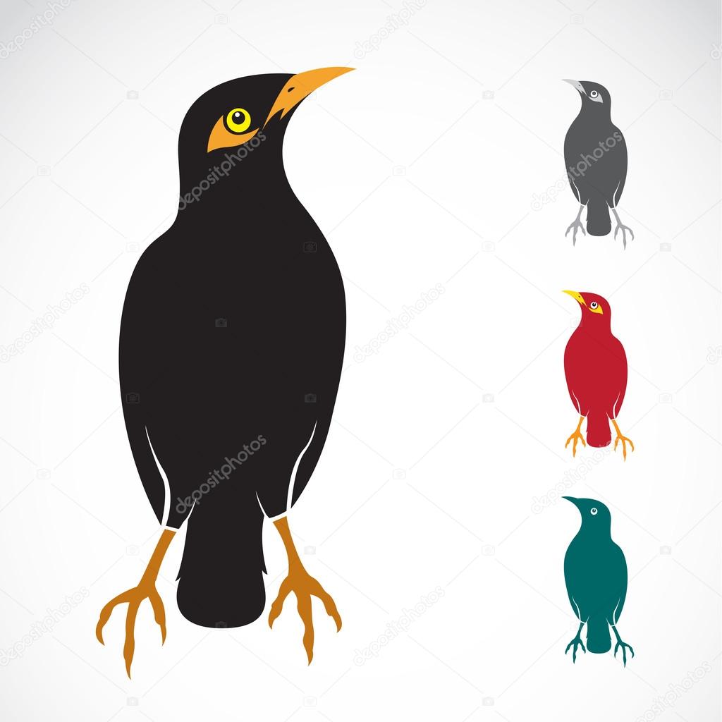 Vector image of an Myna bird Stock Vector Image by ©yod67 #40057697