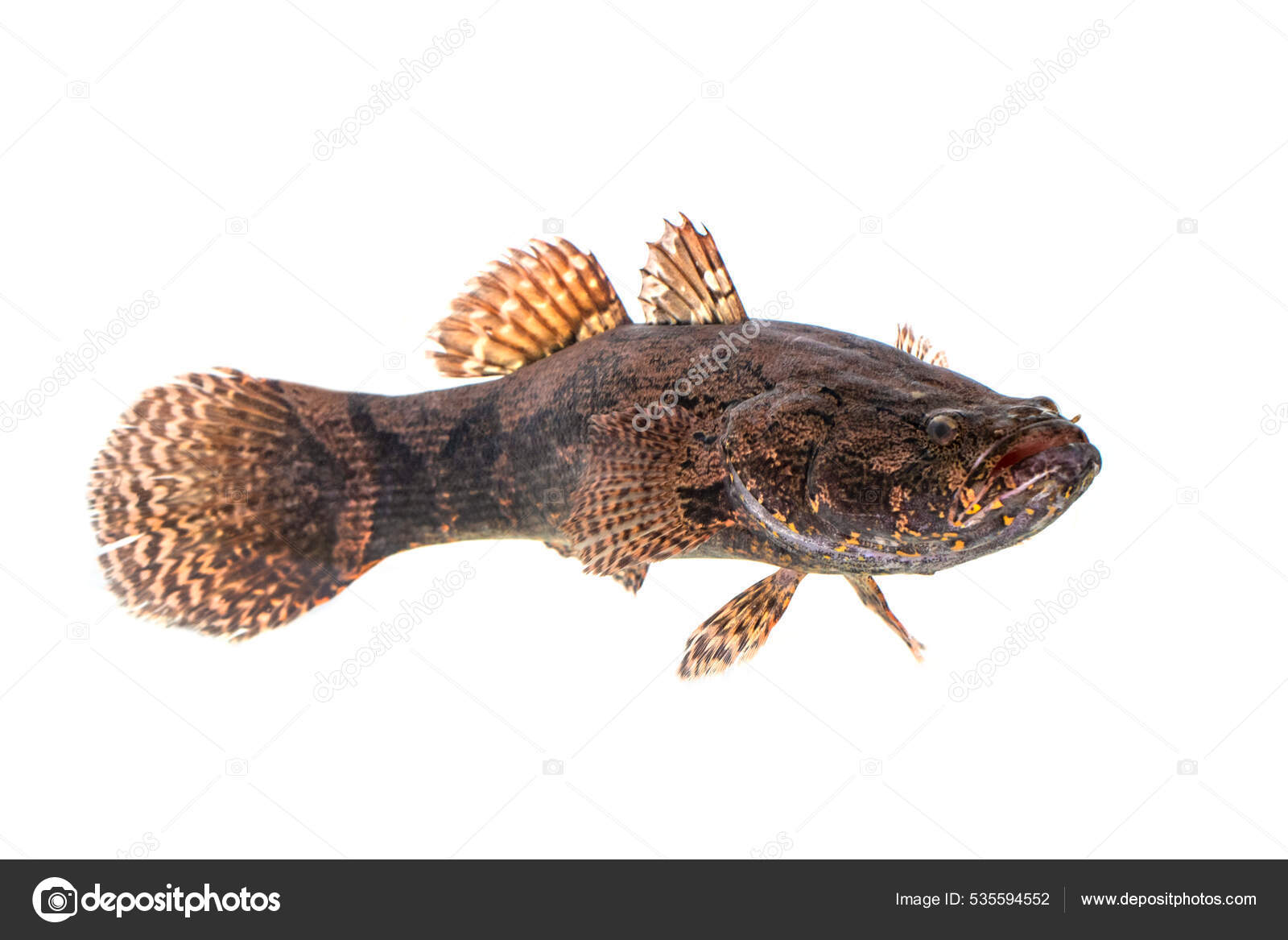 Marbled Sleeper Goby