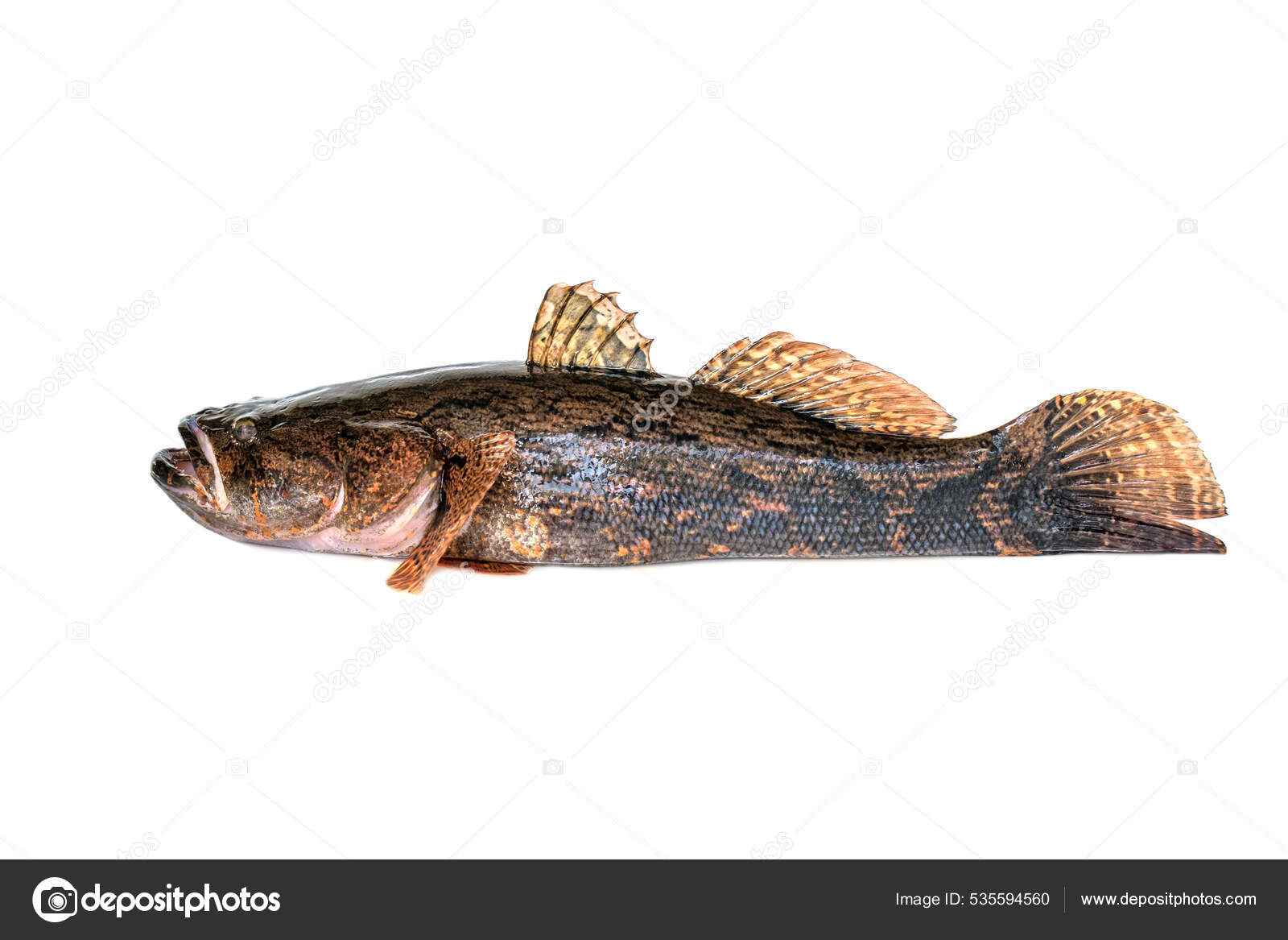 Marbled Sleeper Goby