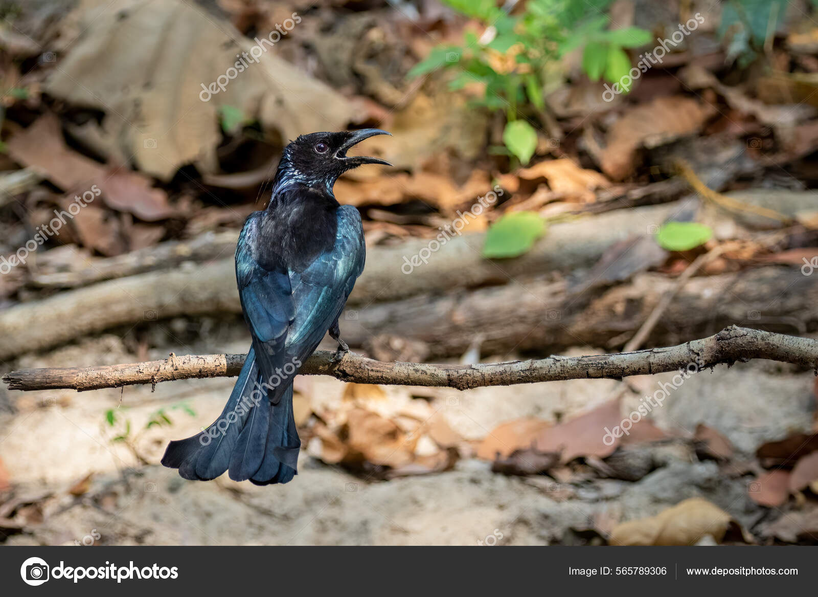 Gambar Burung Drongo Jambul Rambut Pada Cabang Pohon Dengan Latar ...