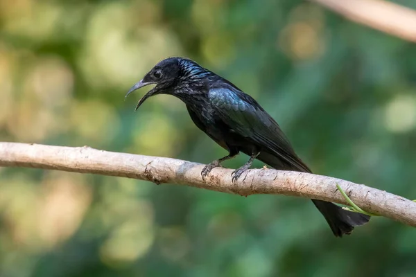 Gambar Burung Drongo Jambul Rambut Pada Cabang Pohon Dengan Latar ...