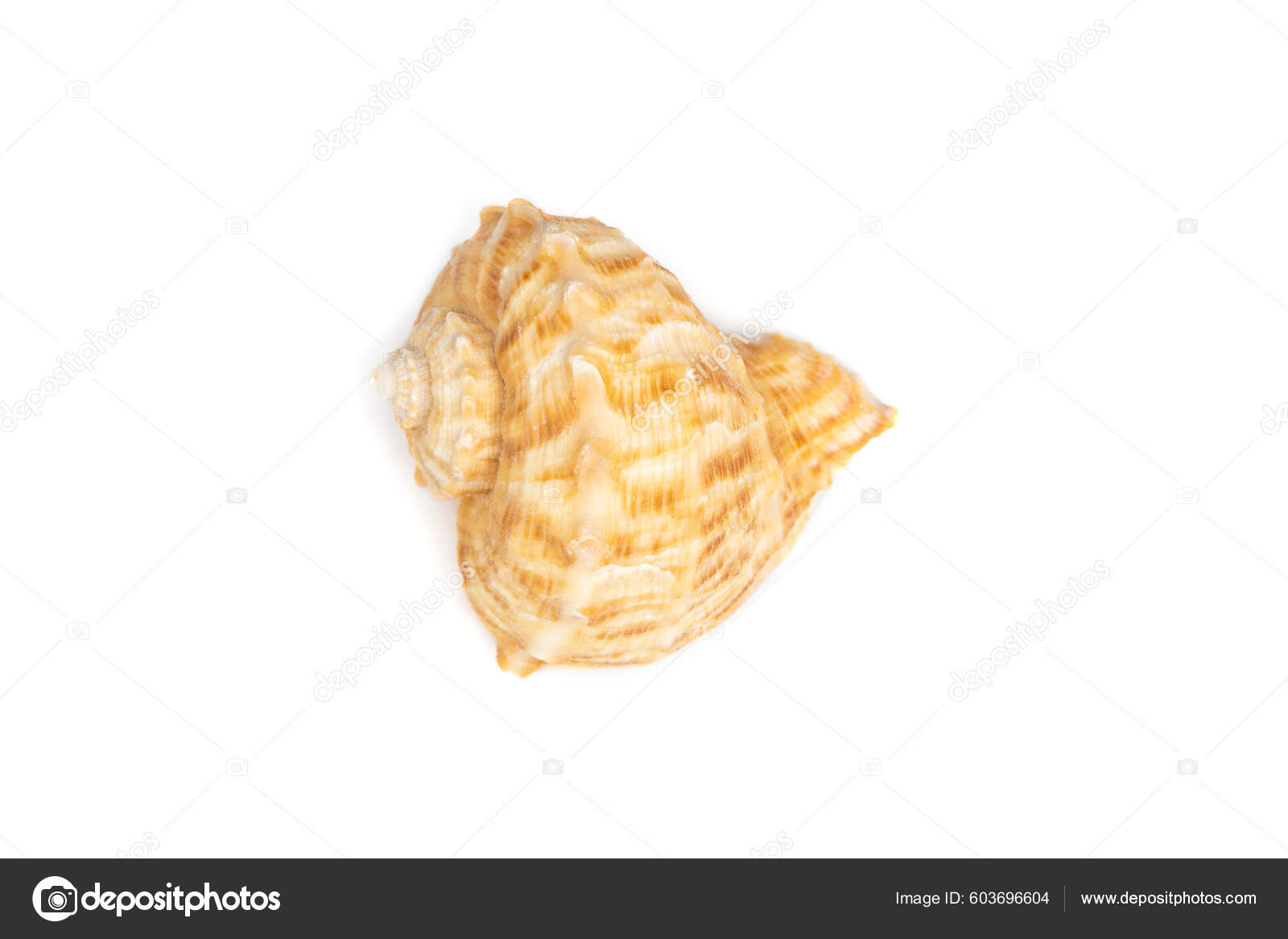 Image Seashell Rapana Rapiformis White Background Undersea Animals Sea ...