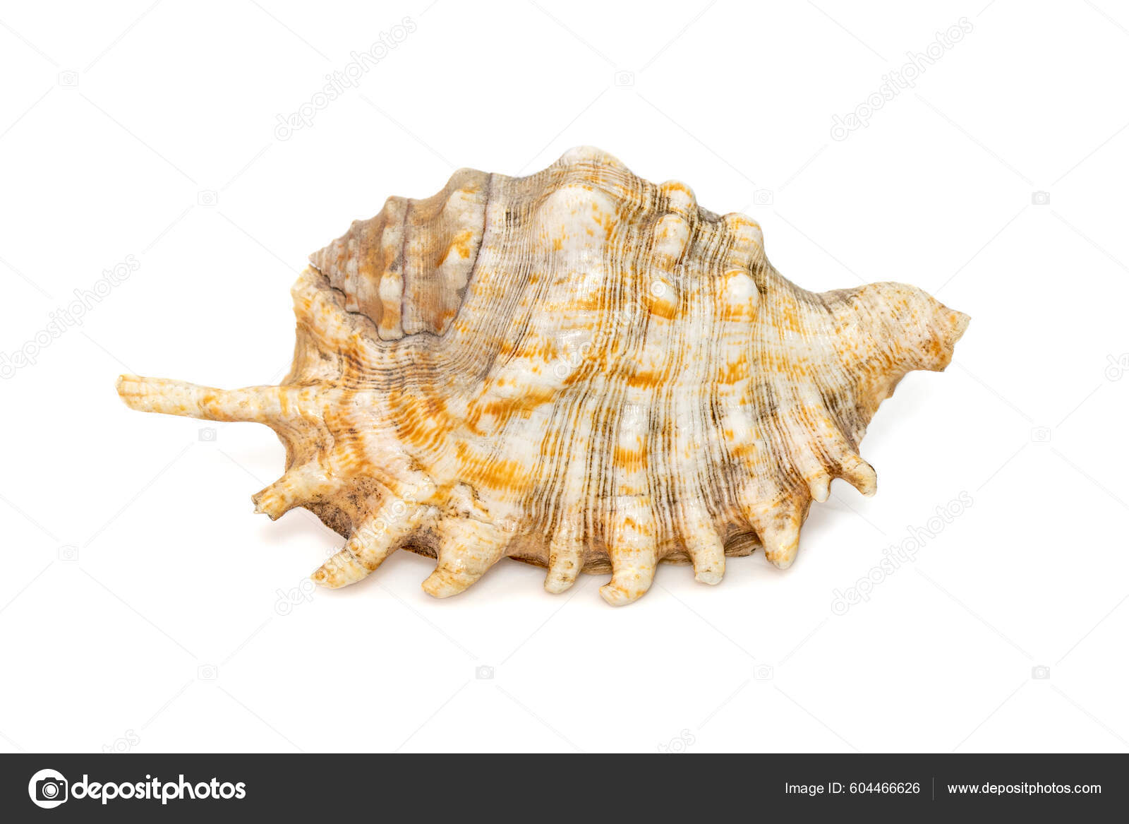 Conch Shell Animal