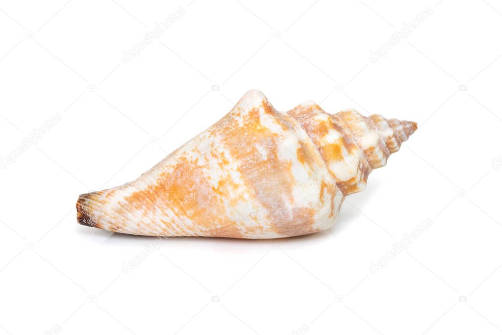 Image of canarium urceus is a species of sea snail, a marine gastropod ...