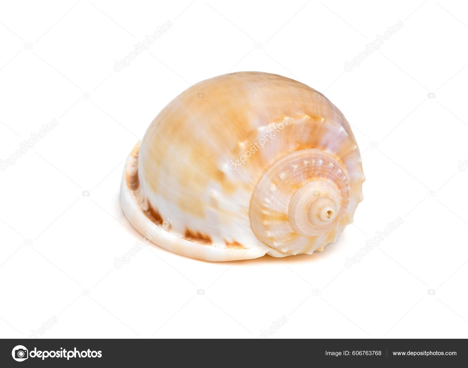 Edible Sea Snails Species Names