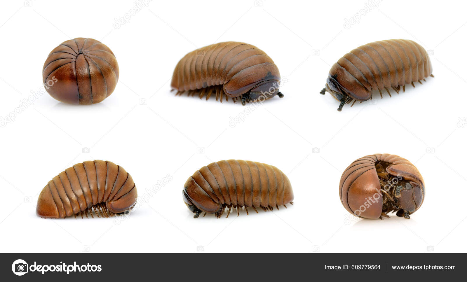 Millipede Larvae White