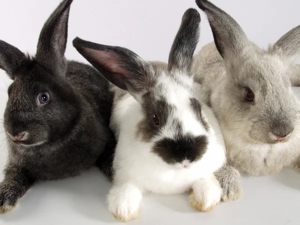 A family of rabbits Stock Photos, Royalty Free A family of rabbits ...
