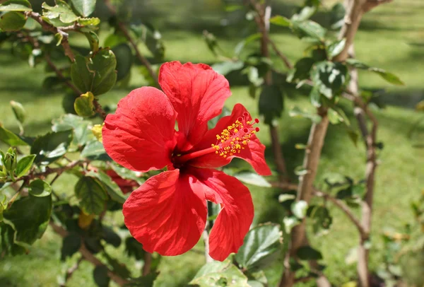 Flor de cana Stock Photos, Royalty Free Flor de cana Images | Depositphotos