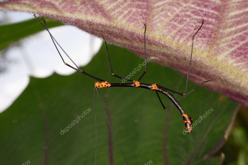 Walking Sticks Insects Poisonous