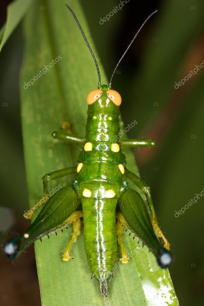 Small tropical locust. — Stock Photo © AntonioClemens #13632157