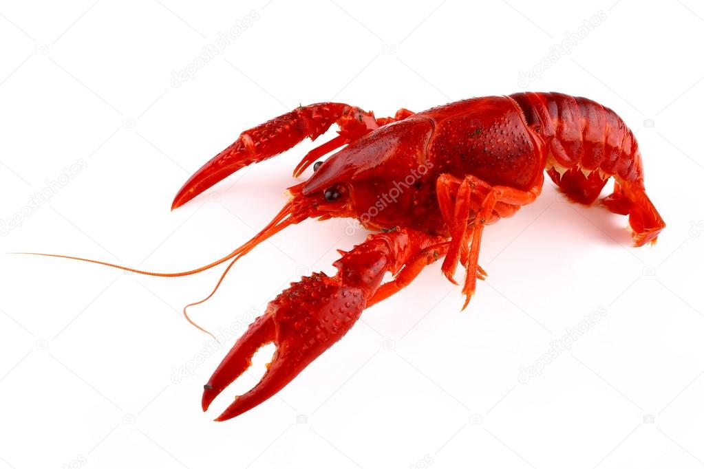 Red crawfish on white background — Stock Photo © diamant24 #24126821