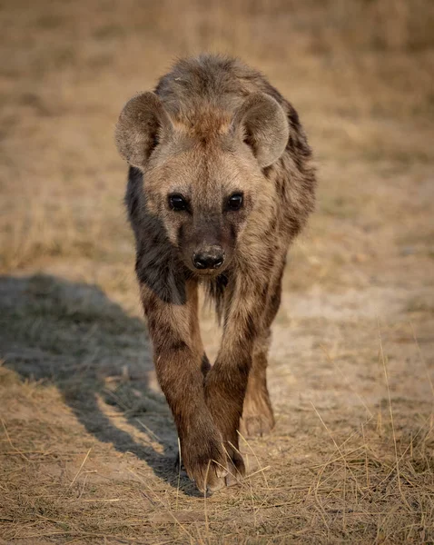 Female hyena Stock Photos, Royalty Free Female hyena Images | Depositphotos