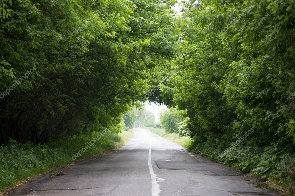 Camino al campo. Summer, llovió. Las ramas de los árboles se doblan ...