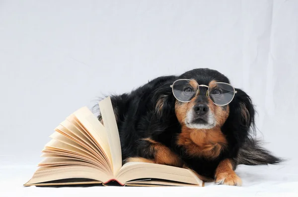 Dog reading Stock Photos, Royalty Free Dog reading Images | Depositphotos