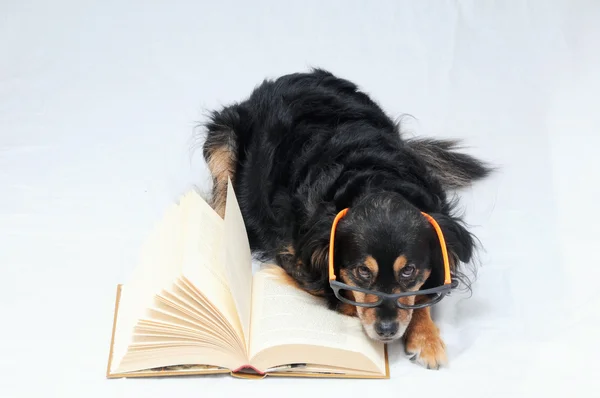 dog reading books — Stock Photo © damedeeso #84203048