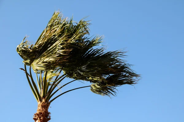 Palm Tree Blowing In The Wind — Stock Photo © underworld1 #125374828