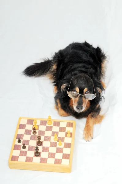 Dogs playing chess — Stock Photo © vivienstocks #30555767