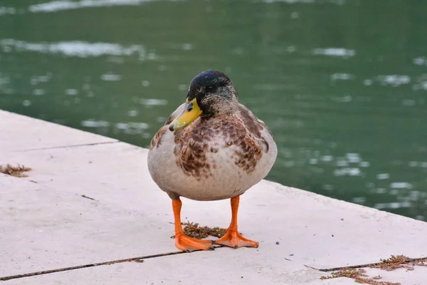 Confused duck Stock Photos, Royalty Free Confused duck Images ...