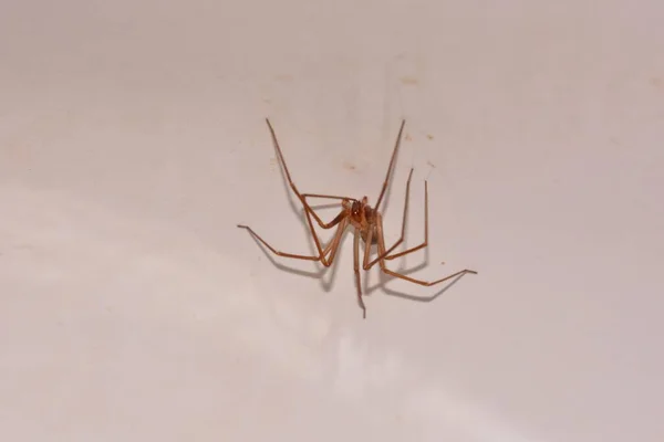 Baby brown recluse Stock Photos, Royalty Free Baby brown recluse Images ...
