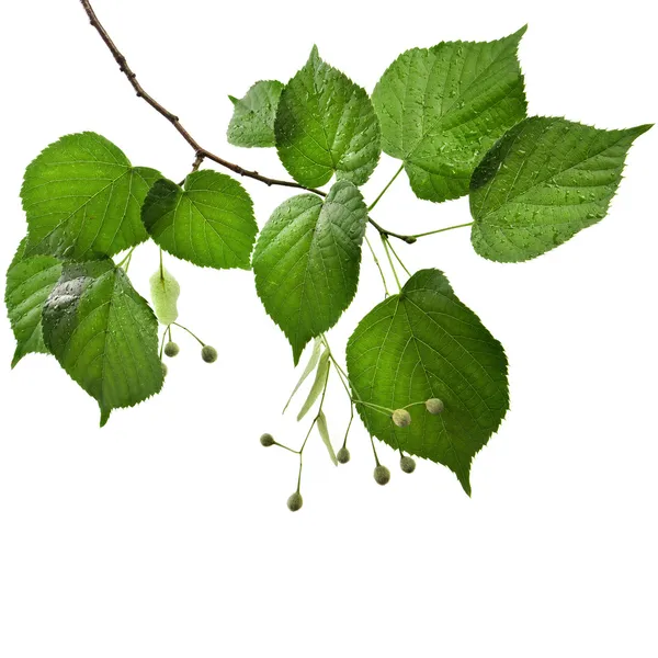 Lipa liść — Zdjęcie stockowe #9759420