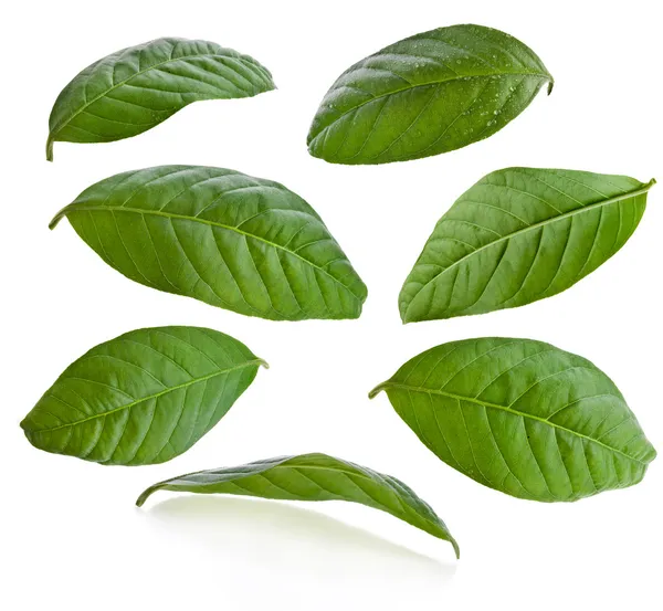 ᐈ Guava leaves stock pictures, Royalty Free guava leaves images ...