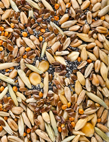 Cereal Grains and Seeds — Stock Photo © Madllen #14091556