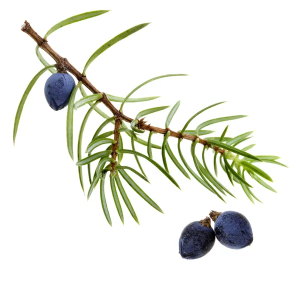 Branch of juniper with berries isolated on white — Stock Photo ...