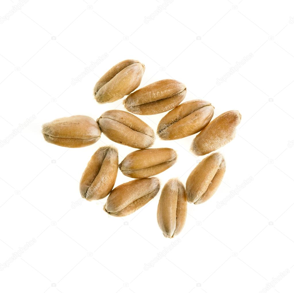 Wheat seeds closeup isolated on white — Stock Photo © Madllen #14091532