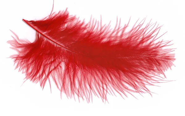 Red feather bird ⬇ Stock Photo, Image by © ksena32 #92081066