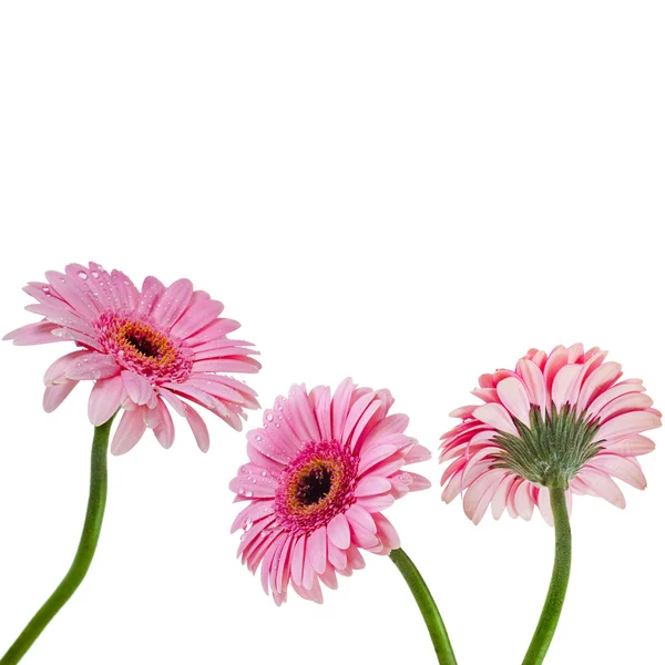 Gerbera border Pictures, Gerbera border Stock Photos & Images ...