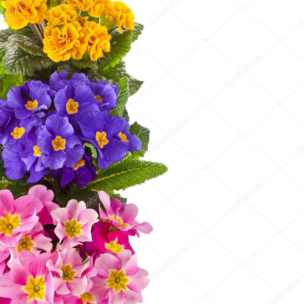 Border of blooming primrose primula polyanthus isolated on white ...