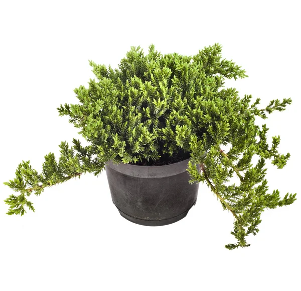 ᐈ Juniper bush stock images, Royalty Free juniperus pictures | download ...