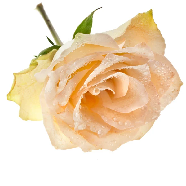 One single cream rose bud with water drops isolated on white background ...